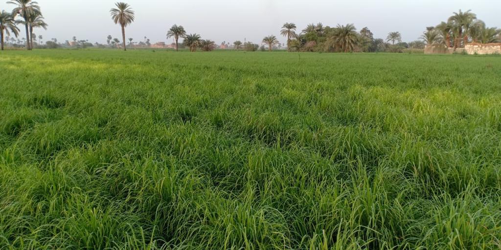 Farms – AMD-VERDE